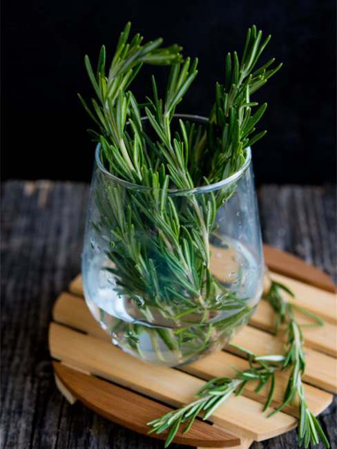 Rosemary（A plant in the family Lamiaceae and genus Rosmarinus.）_Baiduwiki