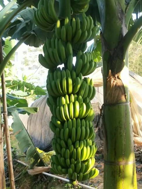 Banana（A plant of the genus Musa in the family Musaceae.）_Baiduwiki