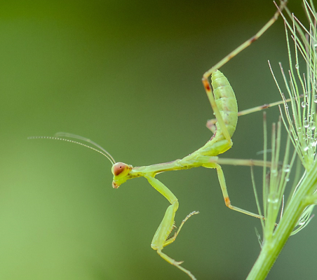 Mantis（Mantis es la denominación común para los insectos del orden ...