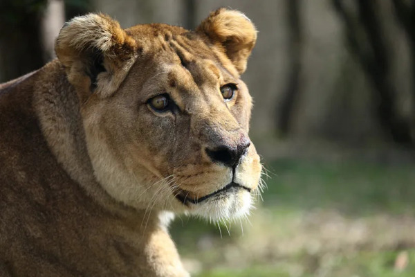 Lion de l'Atlas_Baidu Encyclopédie