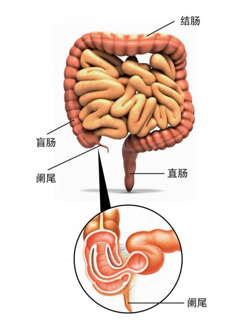 Apéndice vermiforme_Baidu Enciclopedia