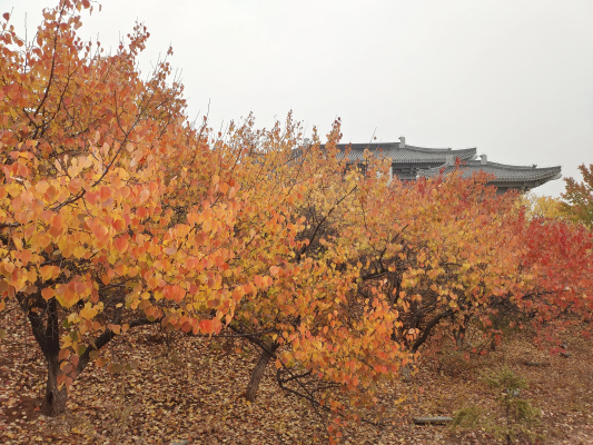 Apricot（A plant species in the genus *Prunus* of the family Rosaceae ...