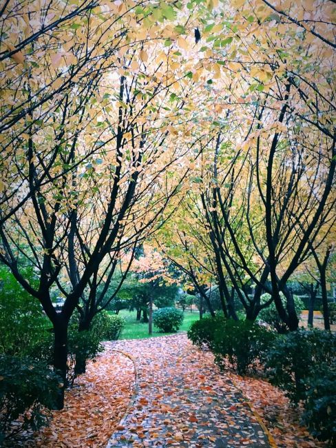 Xi'an Jiaotong University_Baiduwiki