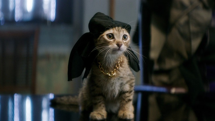 Keanu（A 2016 American film directed by Peter Atencio.）_Baiduwiki