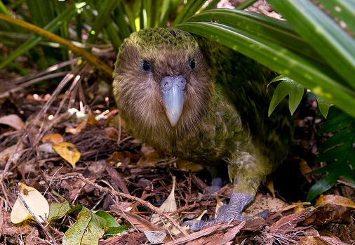 Kakapo（Animal del género Strigops de la familia Psittacidae.）_Baidu ...