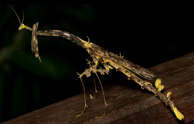 Mantis（Mantis es la denominación común para los insectos del orden ...