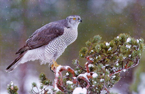 Northern Goshawk_Baiduwiki
