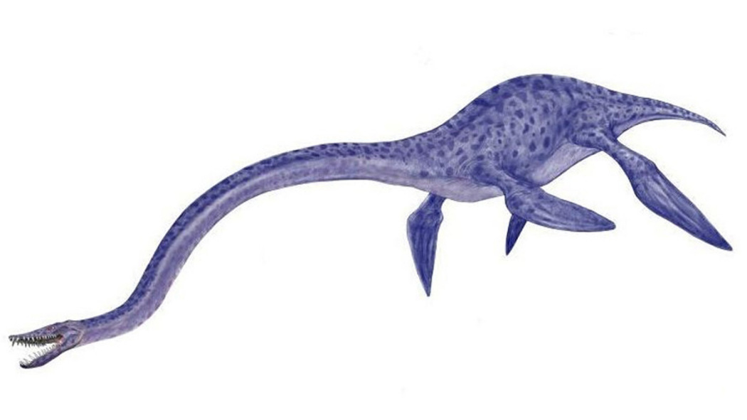 Plesiosaurio_Baidu Enciclopedia