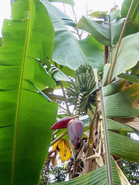 Banana（A plant of the genus Musa in the family Musaceae.）_Baiduwiki