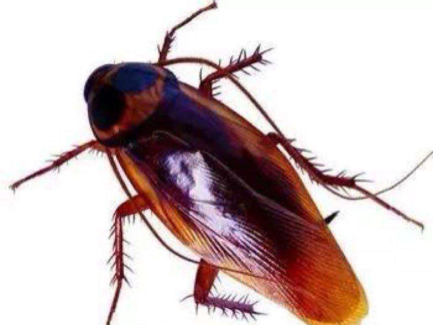 Cockroach（Blattodea insects）_Baiduwiki