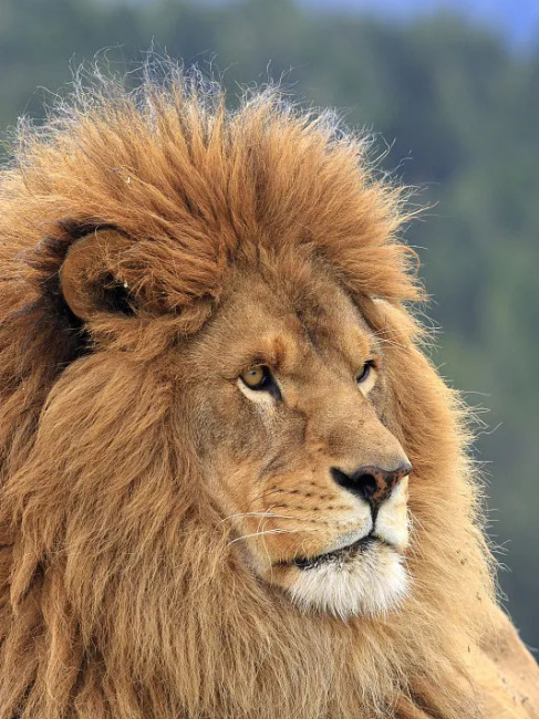 Lion de l'Atlas_Baidu Encyclopédie