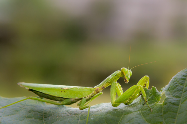 Mantis（Mantis es la denominación común para los insectos del orden ...