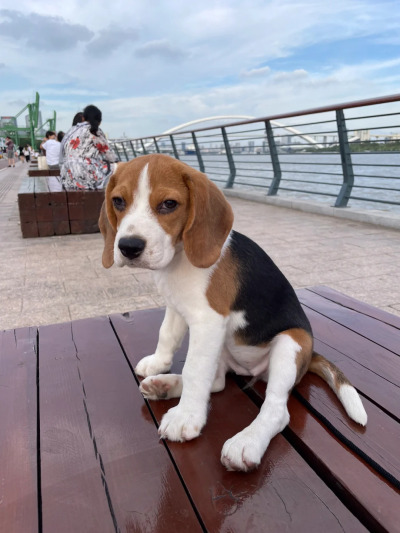 Beagle（The internationally recognized standard breed of dog used in ...