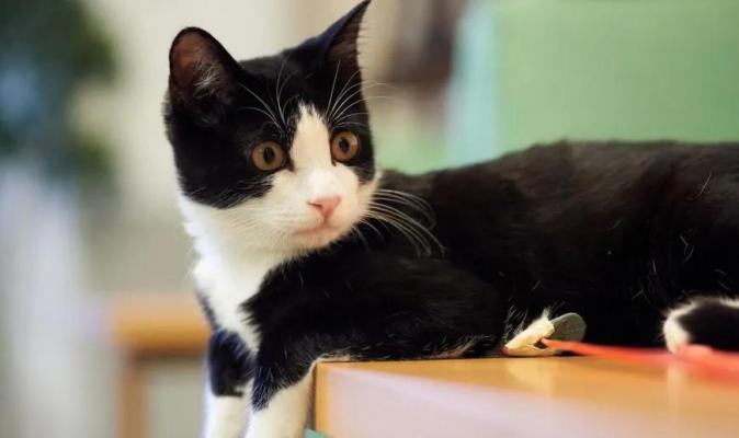 Cow Cat_Baiduwiki