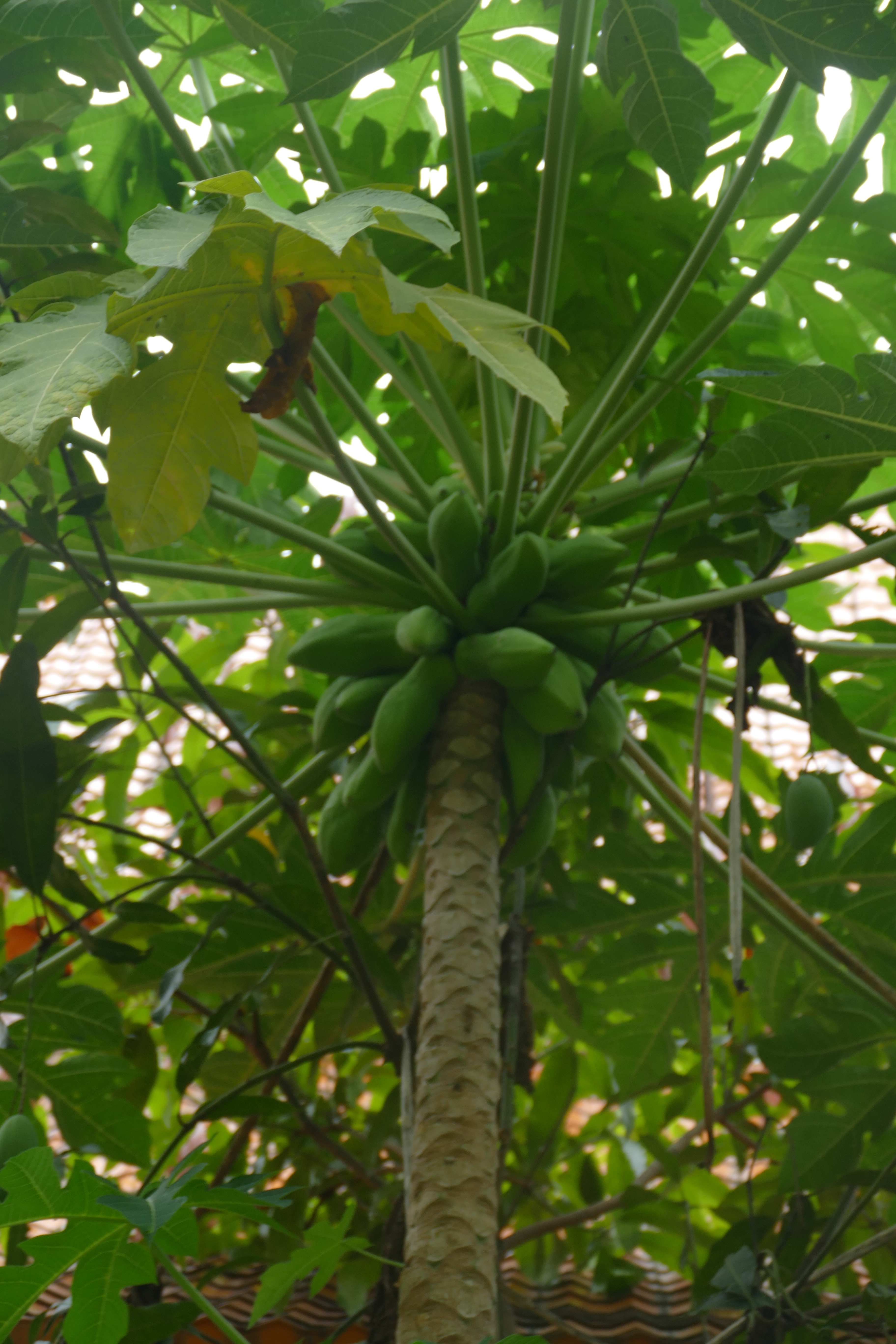 Papaya（A plant of the genus Carica in the family Caricaceae.）_Baiduwiki