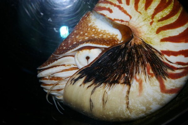 Nautilus（an animal of the genus *Nautilus*, family Nautilidae.）_Baiduwiki