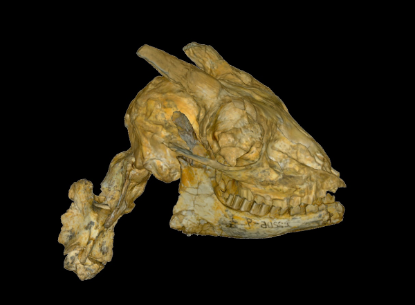 antelope_Baiduwiki