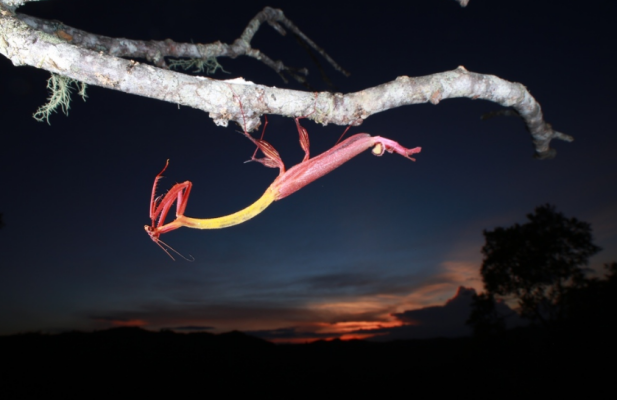 Mantis（Mantis es la denominación común para los insectos del orden ...