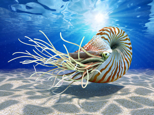 Nautilus（an animal of the genus *Nautilus*, family Nautilidae.）_Baiduwiki