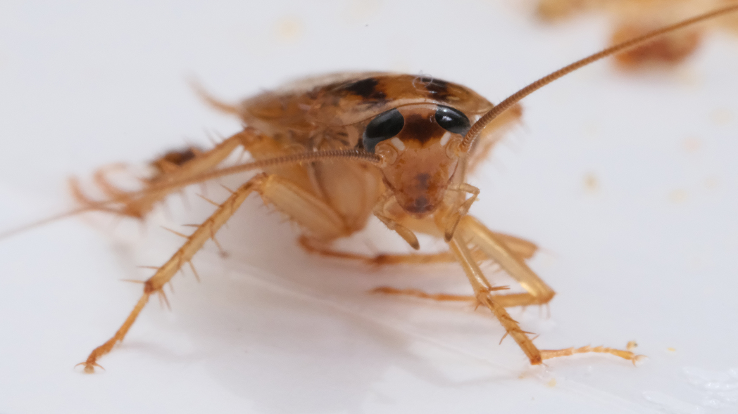 Cockroach（Blattodea insects）_Baiduwiki