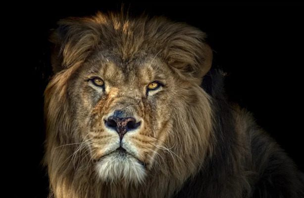 Lion de l'Atlas_Baidu Encyclopédie