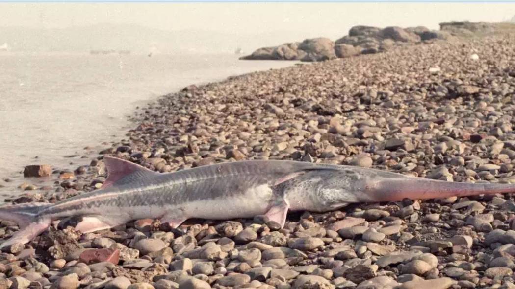 Chinese paddlefish（A fish of the genus *Psephurus* in the family ...
