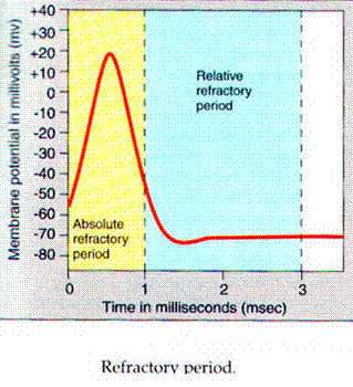 Période réfractaire（Terme de physiologie）_Baidu Encyclopédie