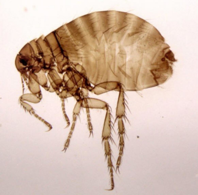 Flea_Baiduwiki
