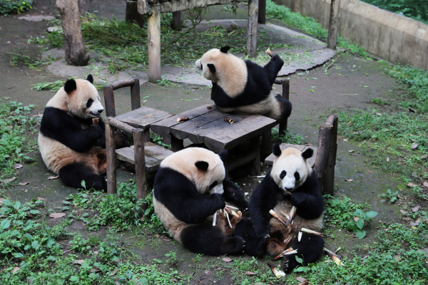 Giant Panda（A mammal of the genus *Ailuropoda* in the family Ursidae ...