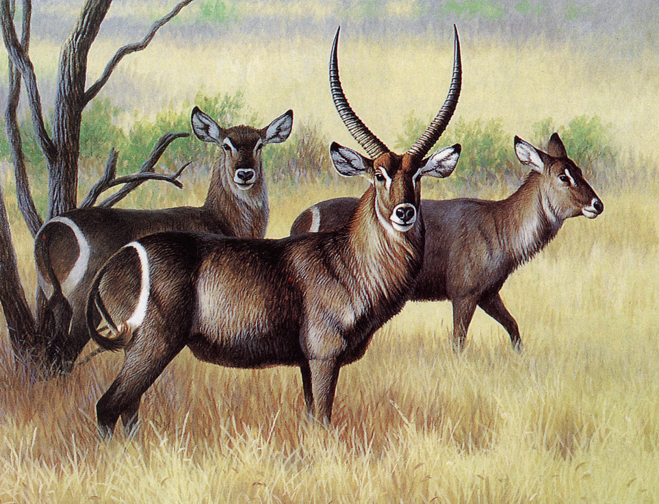 antelope_Baiduwiki