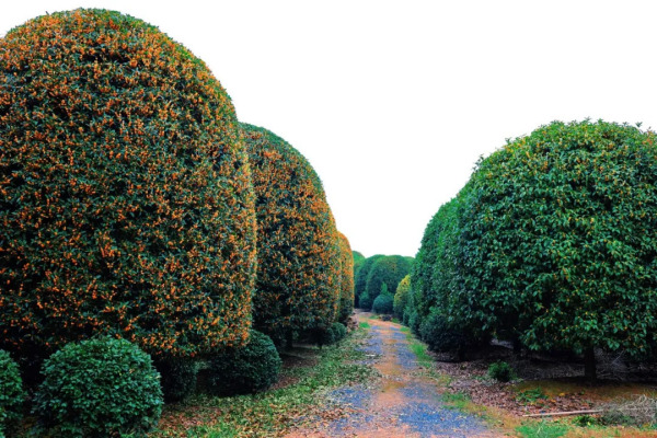 Osmanthus Garden_Baiduwiki