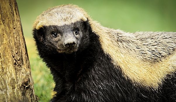Ratel（Animal de la familia Mustelidae del orden Carnivora.）_Baidu ...